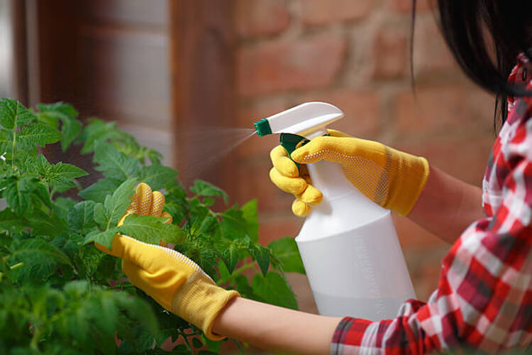 Insecticida Natural: 5 Opciones Para Hacer En Casa
