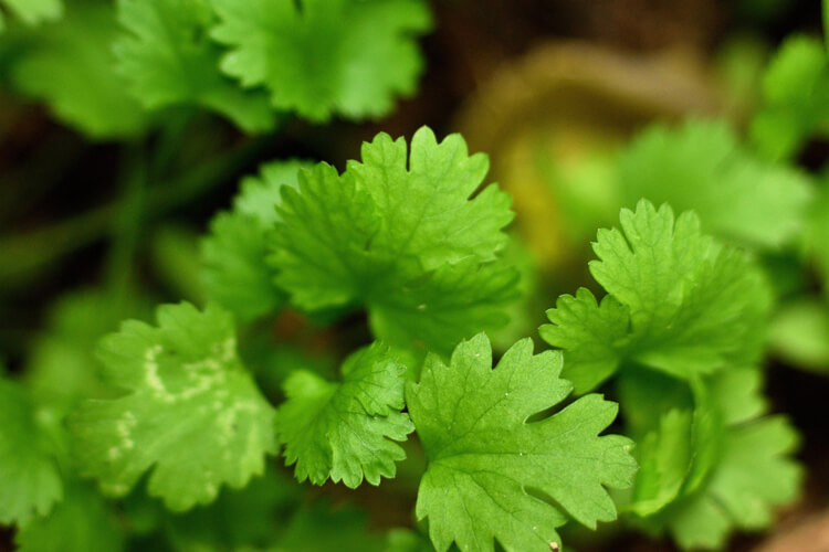 Cilantro: Una Especia Con Beneficios Medicinales Sorprendentes