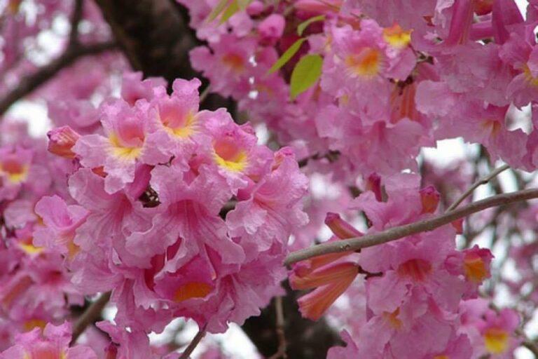 Propiedades Medicinales Del Lapacho