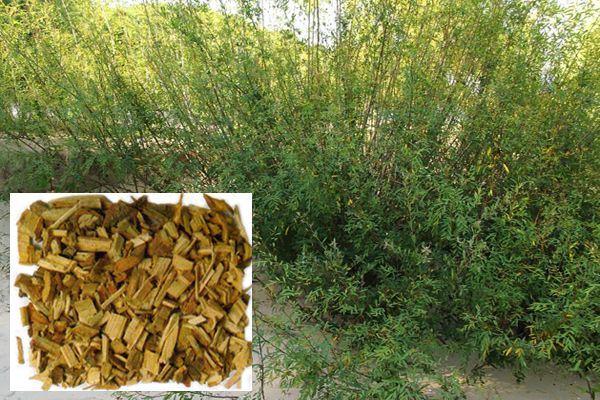 Sarandí Blanco: Propiedades Medicinales