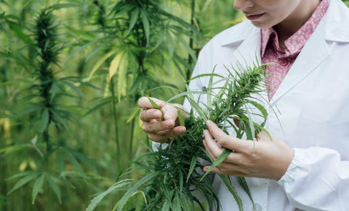 Cannabis O Marihuana Medicinal Y Sus Beneficios Terapéuticos