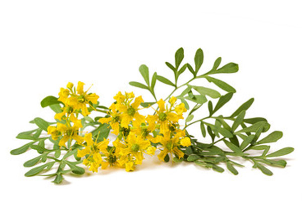 Ruda: Propiedades Curativas | Remedios Con Hierbas